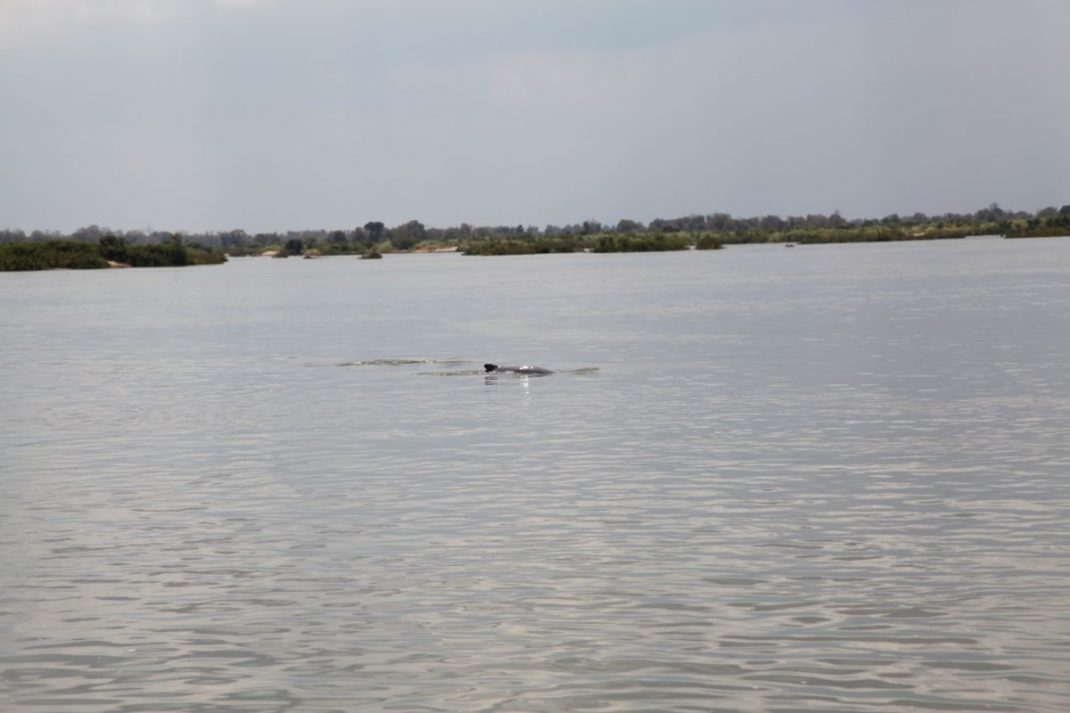Short Poem - Irrawaddy Dolphins - Poem The Art - Expressing oneself is art
