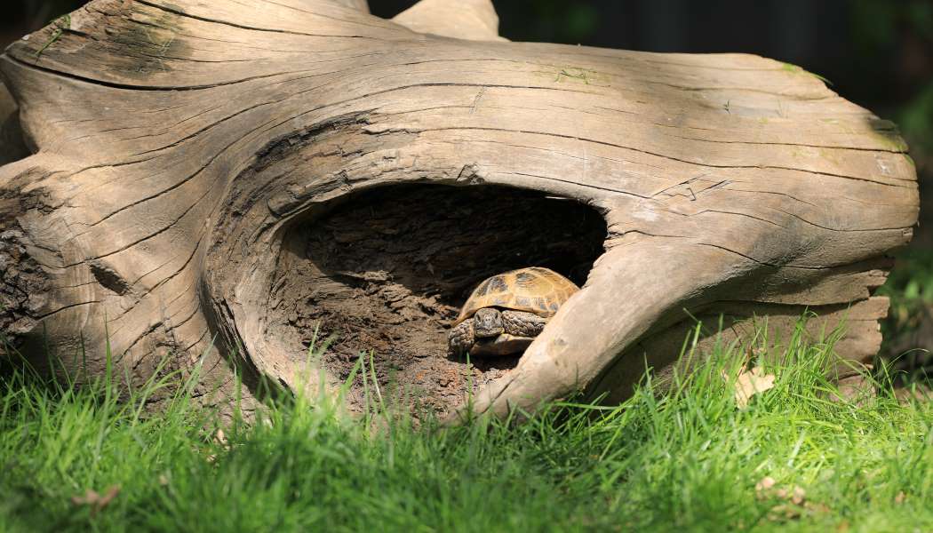 Box Turtle - Poem The Art - Expressing oneself is art